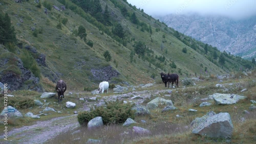 The mountain range of the Central Caucasus. The highest point of the ...