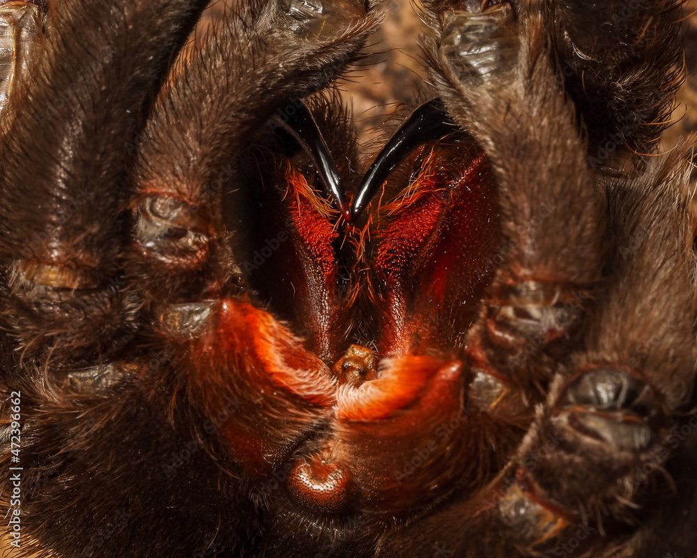 Tarantula Spider Fangs