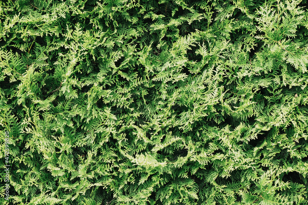 Evergreen Texture
