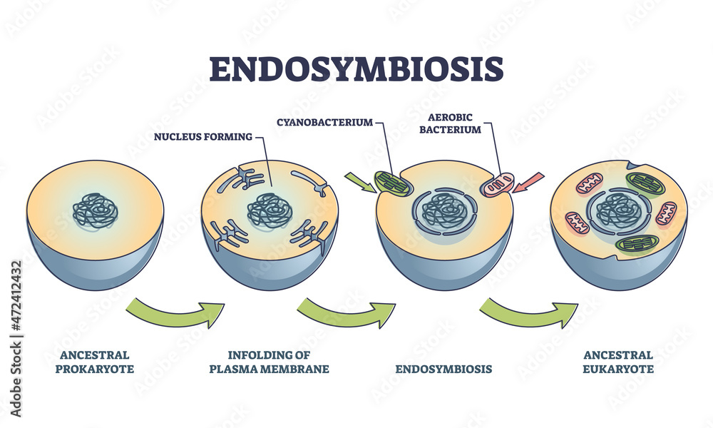 Obraz Endosymbiosis Process Stages With Symbiotic Living Organisms Obraz Endosymbiosis Process Stages With Symbiotic Living Organisms