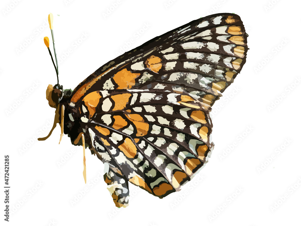 Baltimore Checkerspot Butterfly, the official state insect of the U.S ...