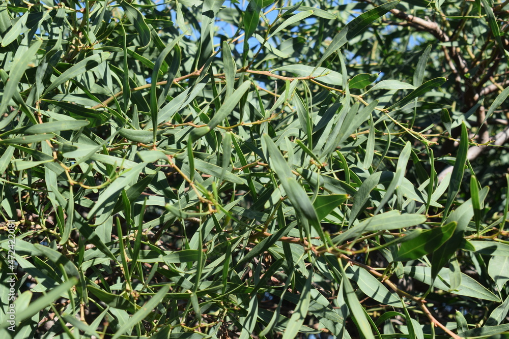 Green foliage of southern blue gum tree (Eucalyptus globulus) Stock ...