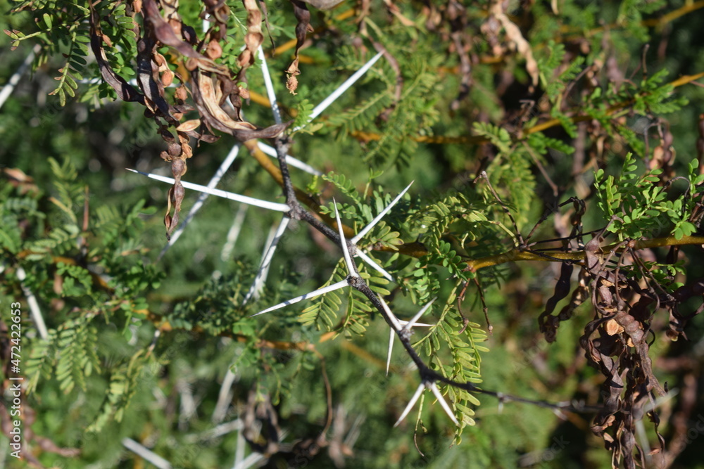 Foliage and thorns of honey locust (Gleditsia triacanthos), also known ...