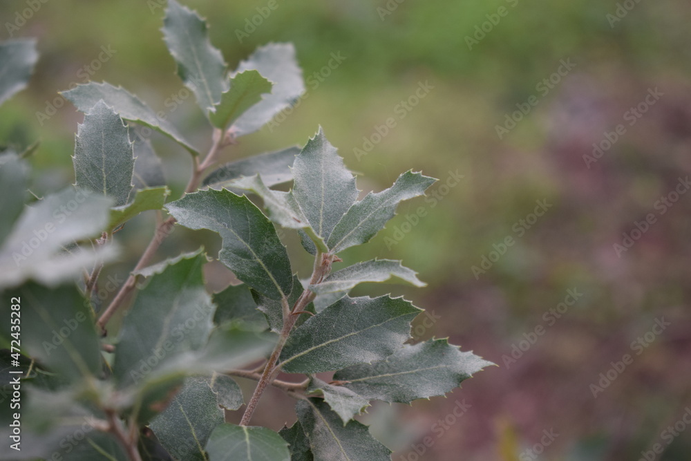 Green foliage of kermes oak (Quercus coccifera) Stock Photo | Adobe Stock