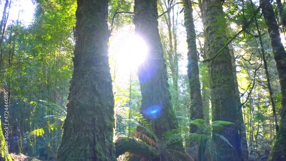 Sunlight through trees of Australia jungle forest. Tasmania wild nature ...