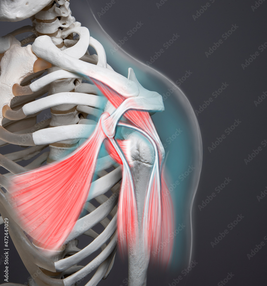 Shoulder anatomy medical condition, human skeleton, bone, tendon and ...
