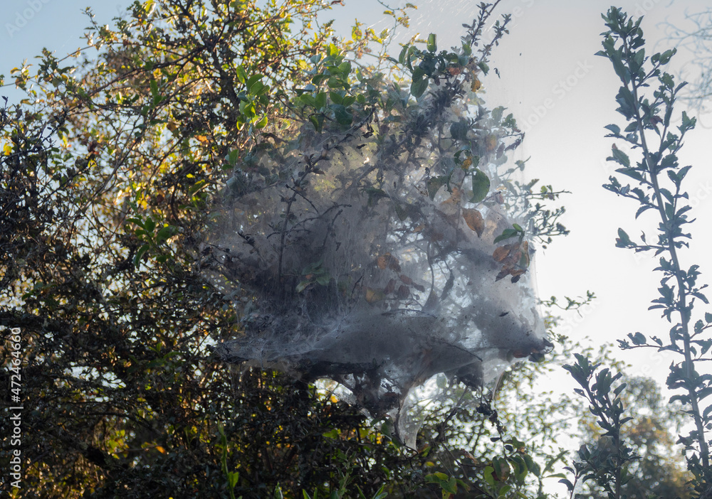 Close up to a big spider web nest in the bottom of a young tree at ...