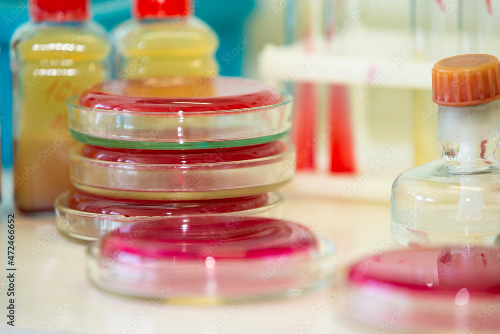 Bacterial colonies of streptococci with alpha hemolytics on a blood ...