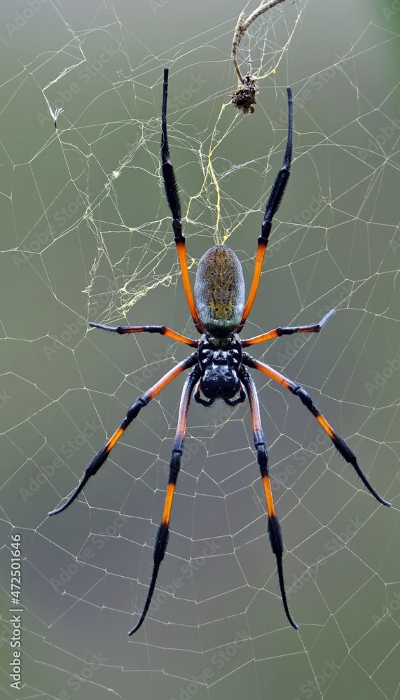 Araignée Néphila bibe sur l'île de La Réunion Stock Photo | Adobe Stock