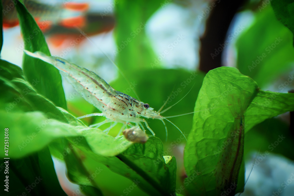 Neocaridina Freshwater Shrimp, dwarf shrimp in the aquarium ...