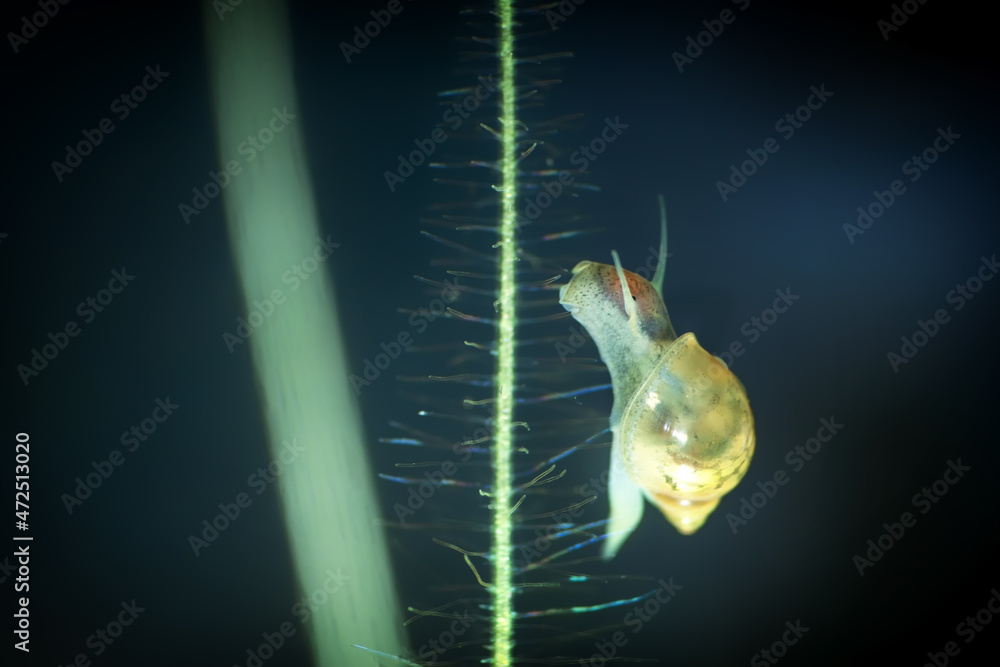 Physidae snail, bladder snails, family of air breathing freshwater ...