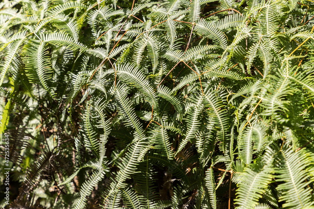 Hawaii ferns Stock Photo | Adobe Stock