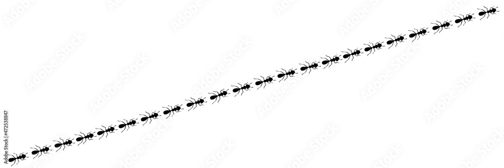 Ants marching in trail searching food. Ant path isolated in white background. Vector ...