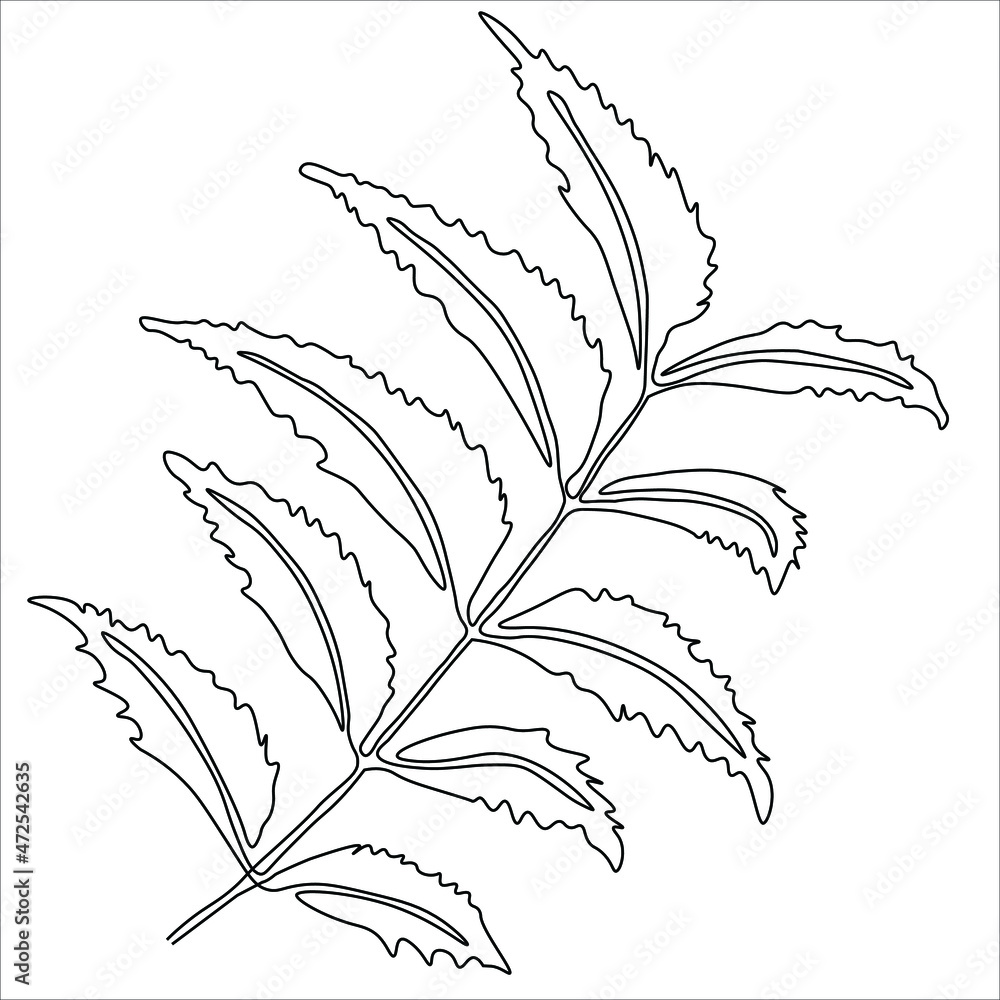 Neem leaf line drawing vector. Isolated icon. Tree Leaves. Design ...