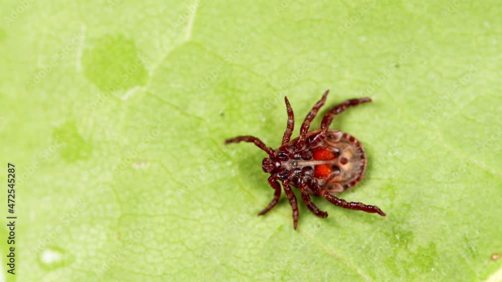 Tick parasitic arachnid blood-sucking carrier of various diseases ...