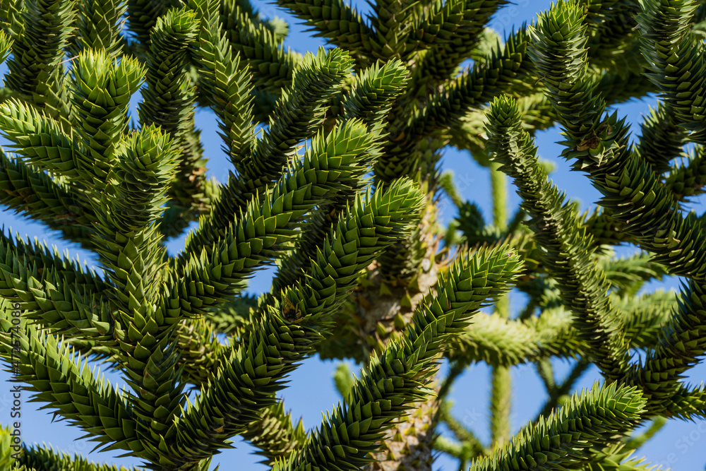 Spiky green branches of Araucaria araucana, monkey puzzle tree, monkey ...