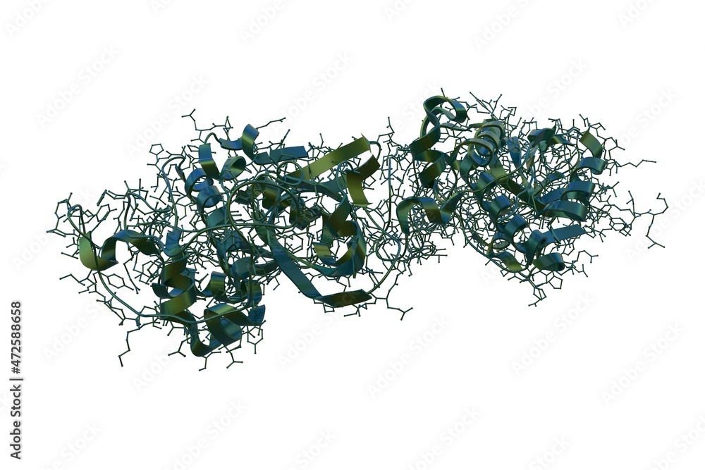 Crystal structure and molecular model of human cathepsin B in complex ...