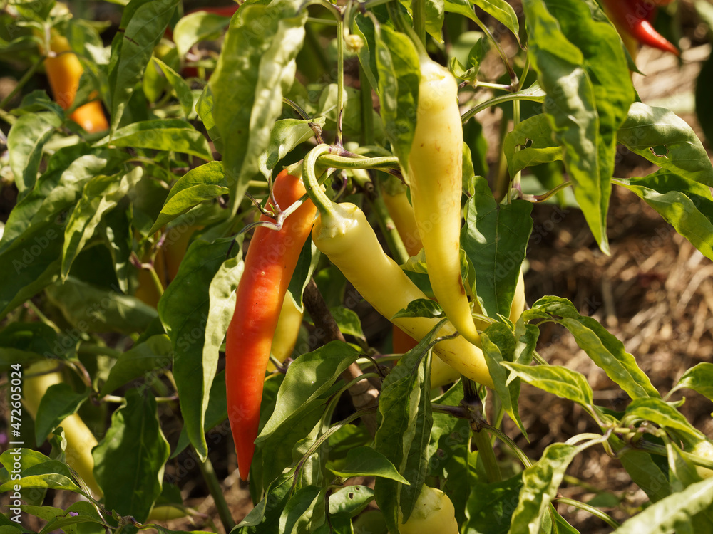 (Capsicum Romana) Piment doux roumain Rouge ou Paprika 'romana' Stock ...