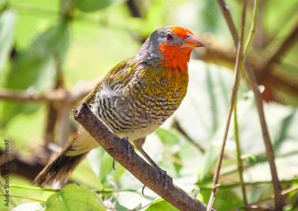 The green-winged pytilia (Pytilia melba) is a seed-eating bird of the ...