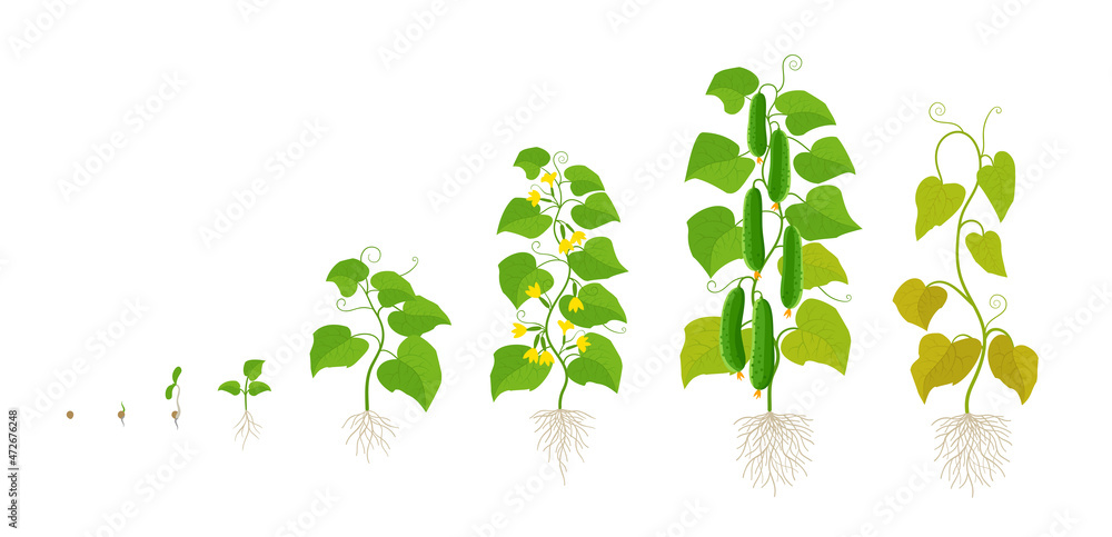 Cucumber plant. Growth stages. Ripening period. The life cycle of the ...