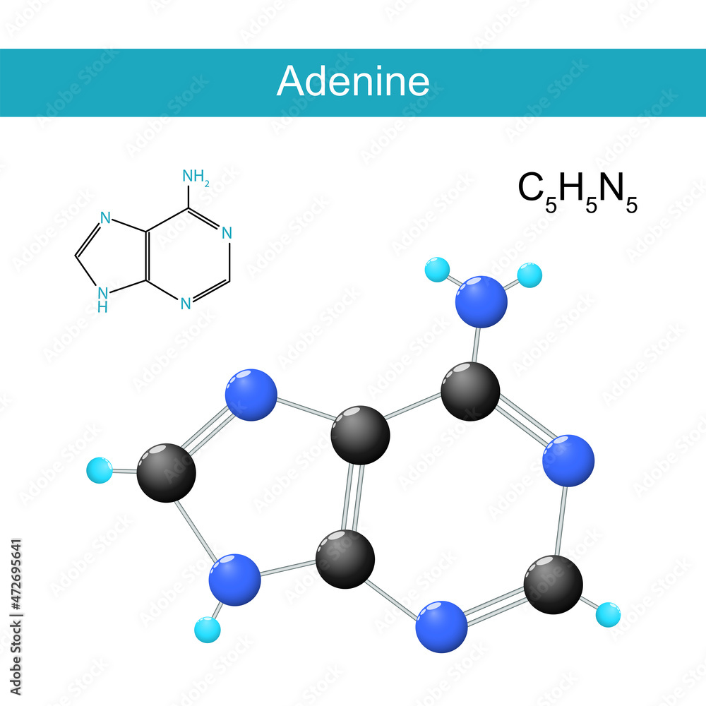 Adenine molecular formula. Chemical structural formula and model Stock ...