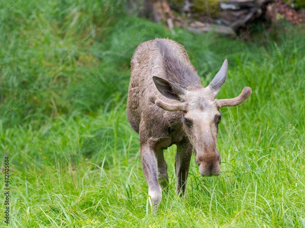 Elk also called Moose in North America (Alces alces). National Park ...