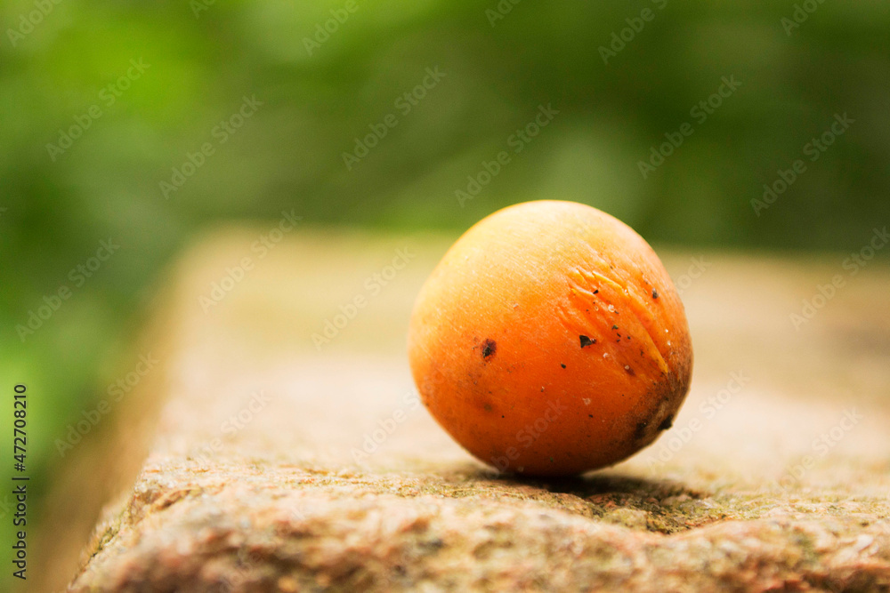 O jerivá também chamado baba-de-boi, coco-catarro, coqueiro, coqueiro ...