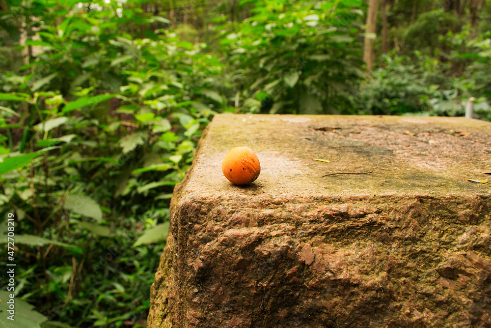 O jerivá também chamado baba-de-boi, coco-catarro, coqueiro, coqueiro ...