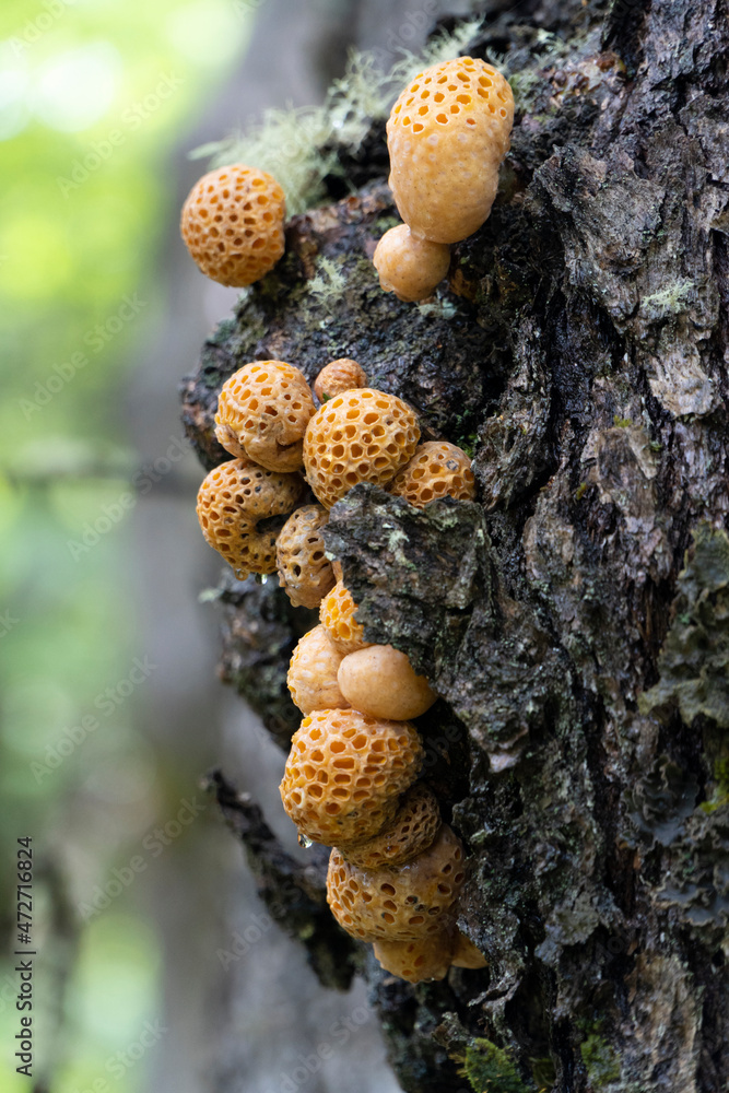 Hongos pan de indio en los troncos de los arboles Nothofagus, Photos ...