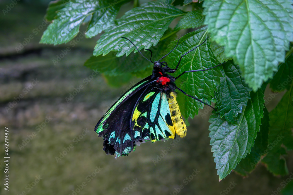 Colourful male Cairns Birdwing butterfly, Australia's largest endemic ...
