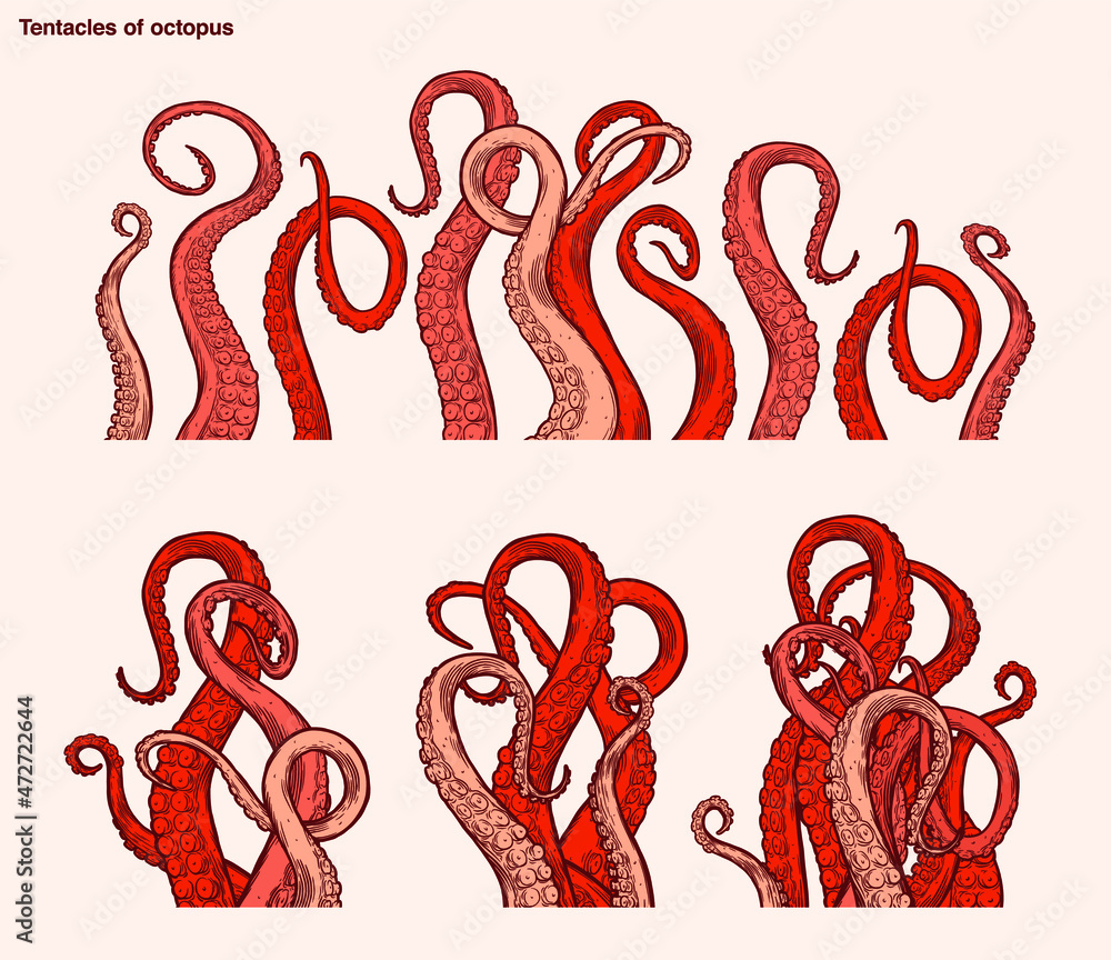 Red octopus tentacles reaching upwards, squid-like marine animal body ...