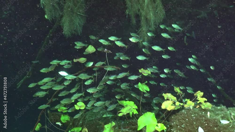 Freshwater Fish swimming in Cenote Cave system Yucatan Mexico between ...