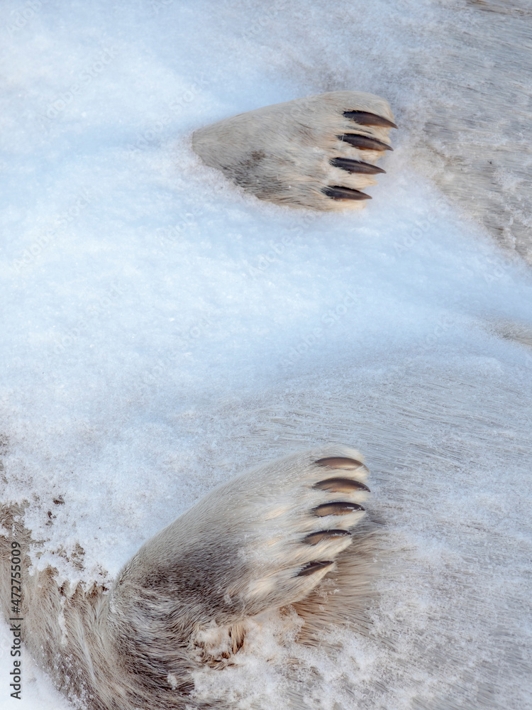 Hunted seals. The traditional and remote Greenlandic Inuit village ...