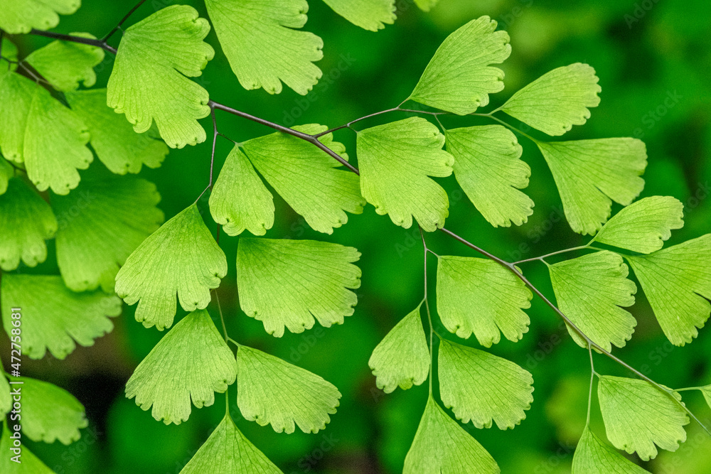 Maidenhead Fern Stock Photo | Adobe Stock