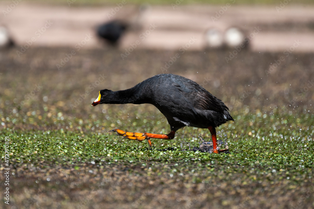 Chile, Machuca, giant coot, Fulica gigantea. Portrait of a giant coot ...