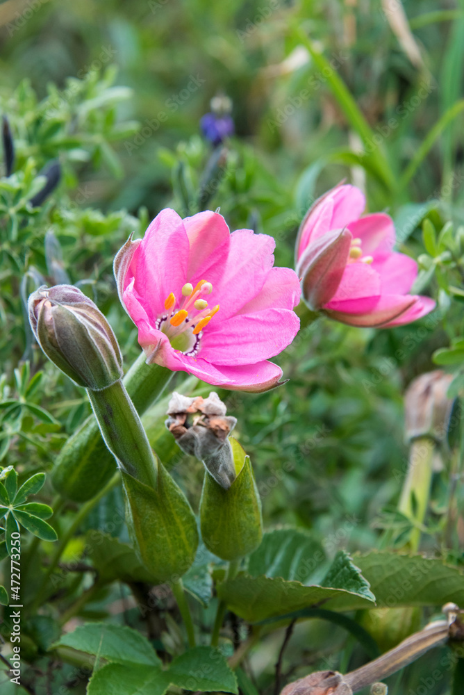 Ecuador. Passiflora mixta Cayambe Coca National Park Papallacta Stock ...