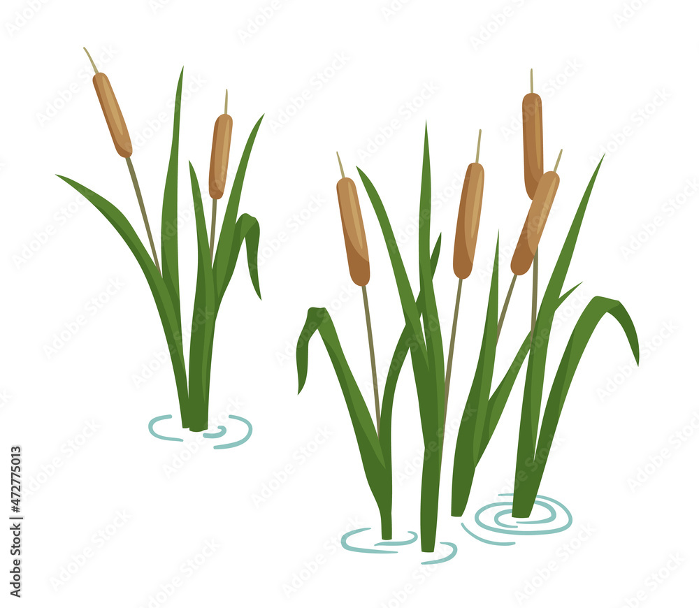 Reed in pond set. Vector cartoon illustration isolated on white ...