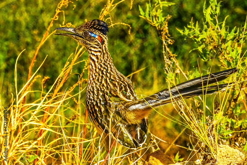 Sonoran Desert Roadrunner