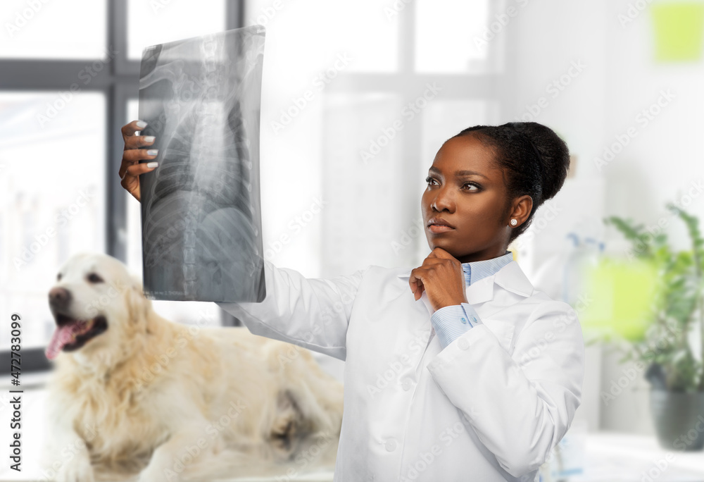 medicine, pet and healthcare concept - female veterinarian doctor ...