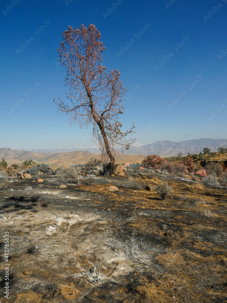 Dead digger pine, vaporized chaparral, effects of wildfire in Southern ...
