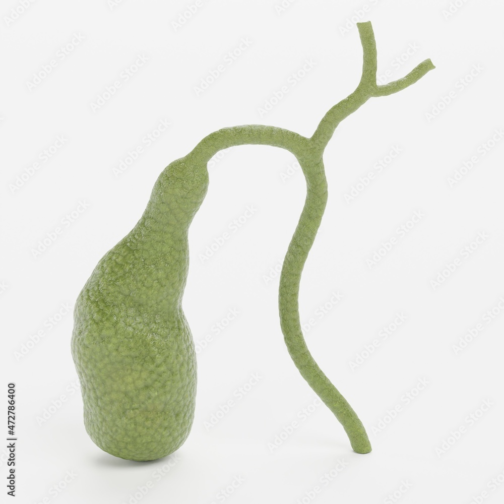 Realistic 3D Render of Gallbladder Stock Illustration | Adobe Stock