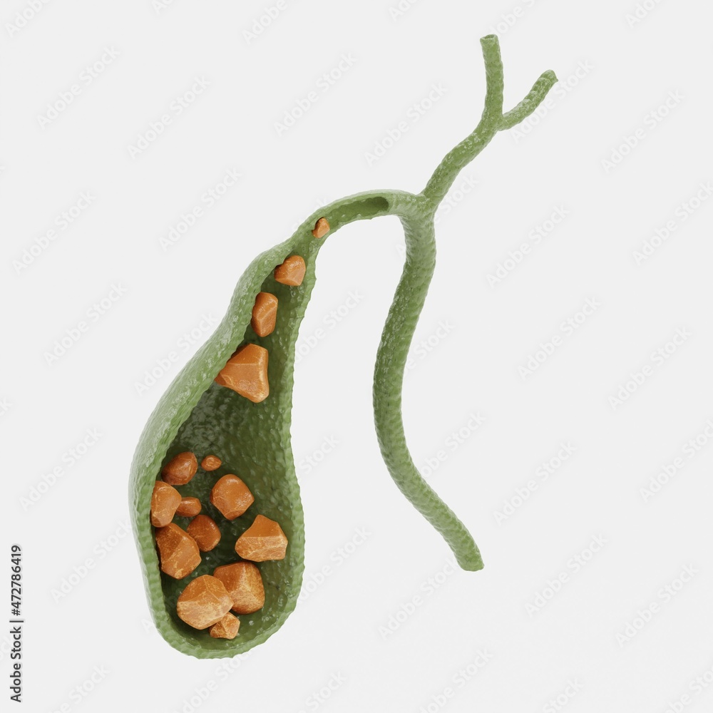 Realistic 3D Render of Gallbladder Stock Illustration | Adobe Stock