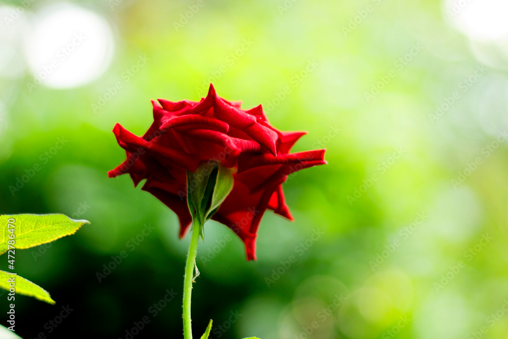 Curry roses, close flowers, symbols instead of love for you. Stock ...