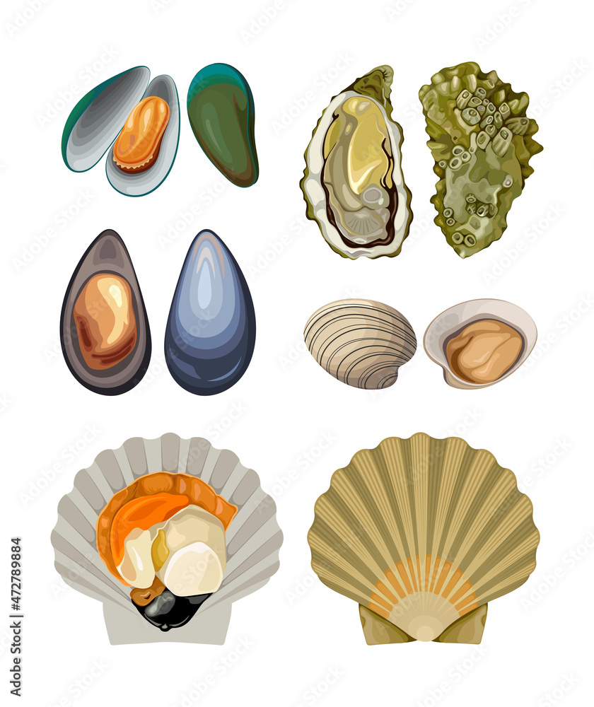 Oyster Shell Vector