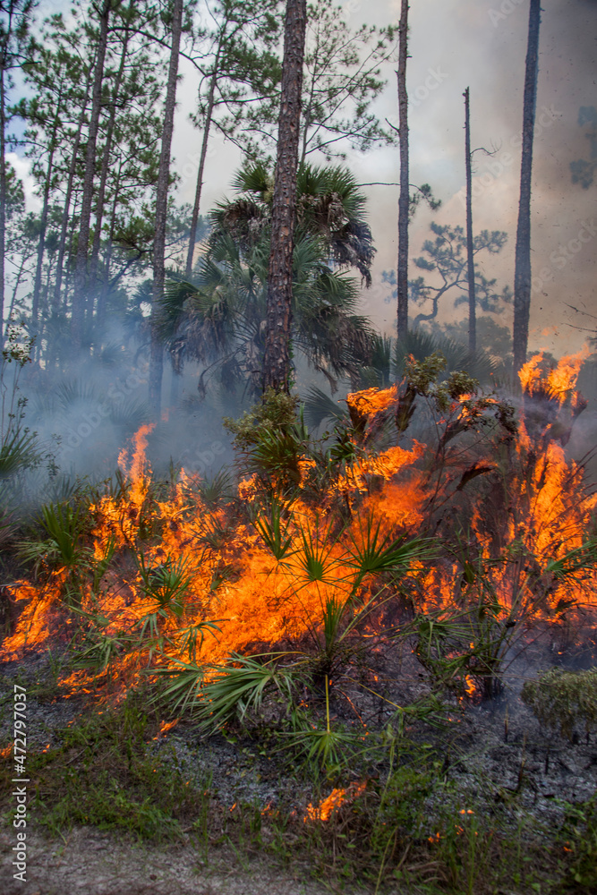 Using prescribed fire to control fuel loading and spur new tender ...