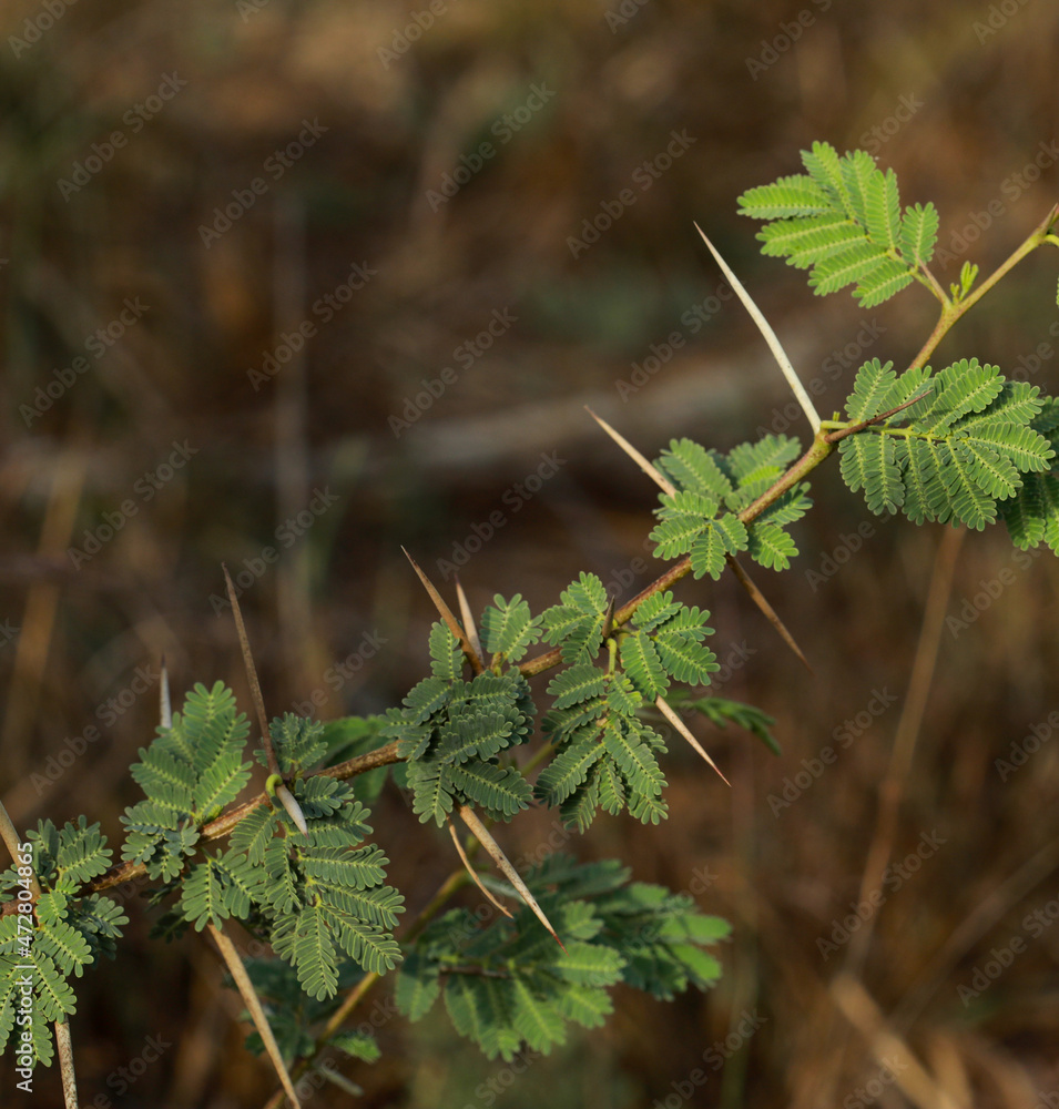 Gum arabic tree. Thorny acacia. Thorn mimosa. Babul acacia. Egyptian ...
