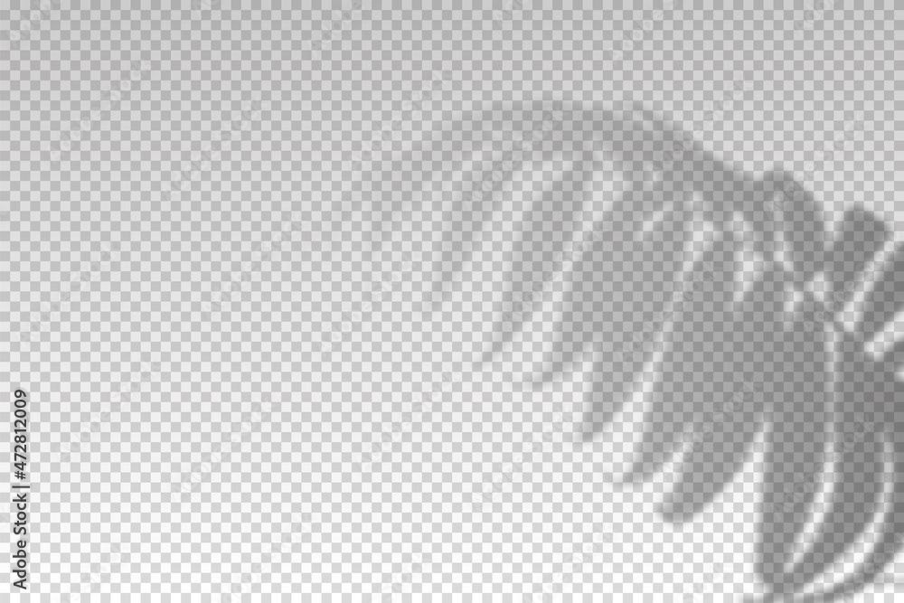 Shadow plant leaf overlay effect. Tropical leaves. Light from window on ...