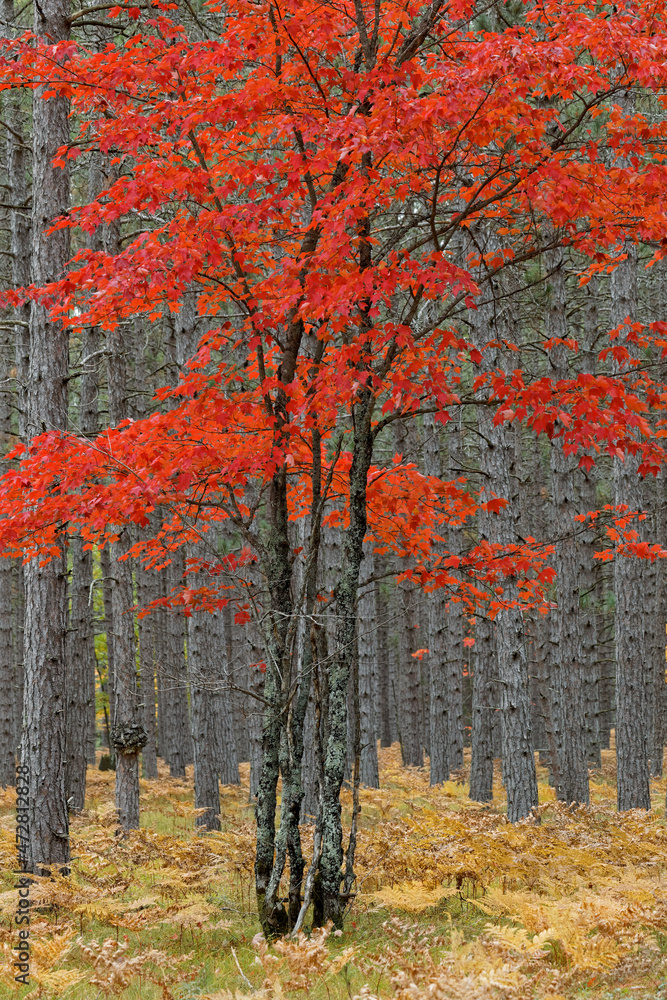 Red maple tree among pine tree trunks, Hiawatha National Forest, Upper ...