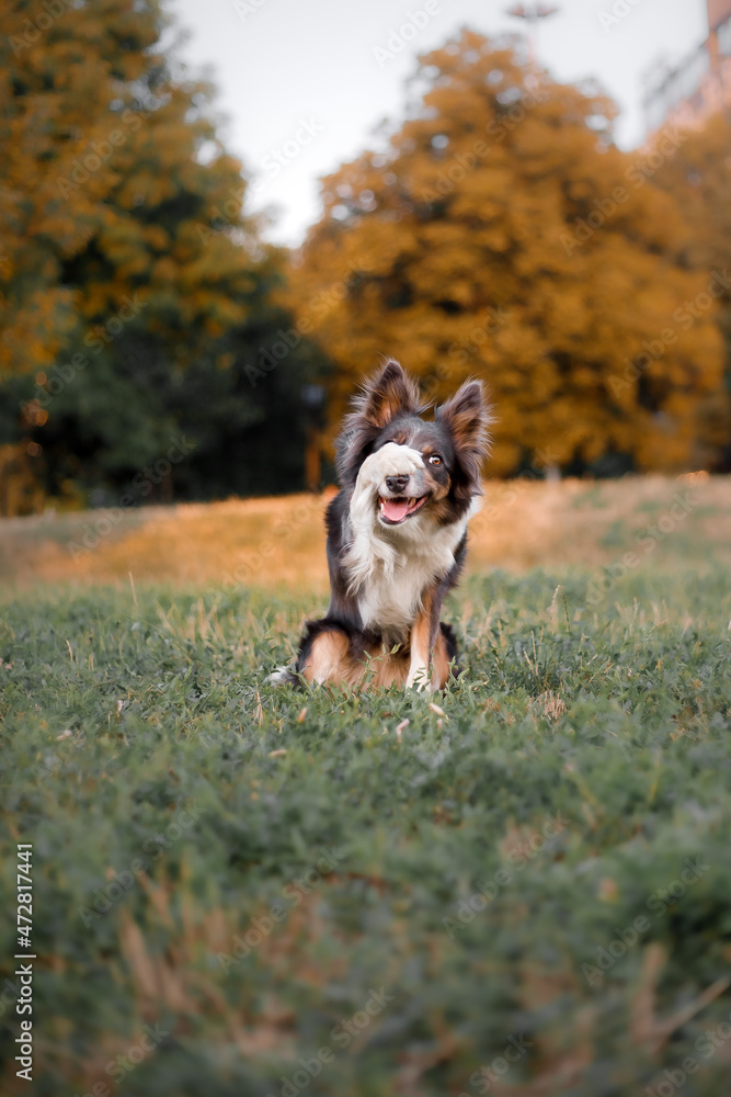 Dog trick. Shy and confuse pet. Portrait of embarrassed dog hiding face ...