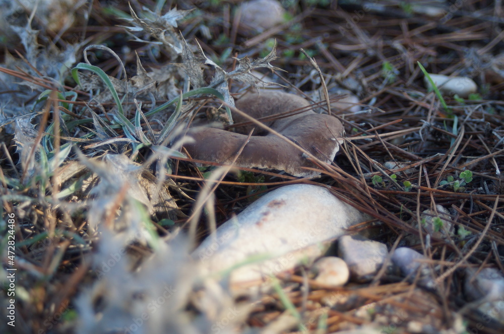 Pleurotus eryngii, seta de cardo u hongo basidiomiceto y vista de sus ...